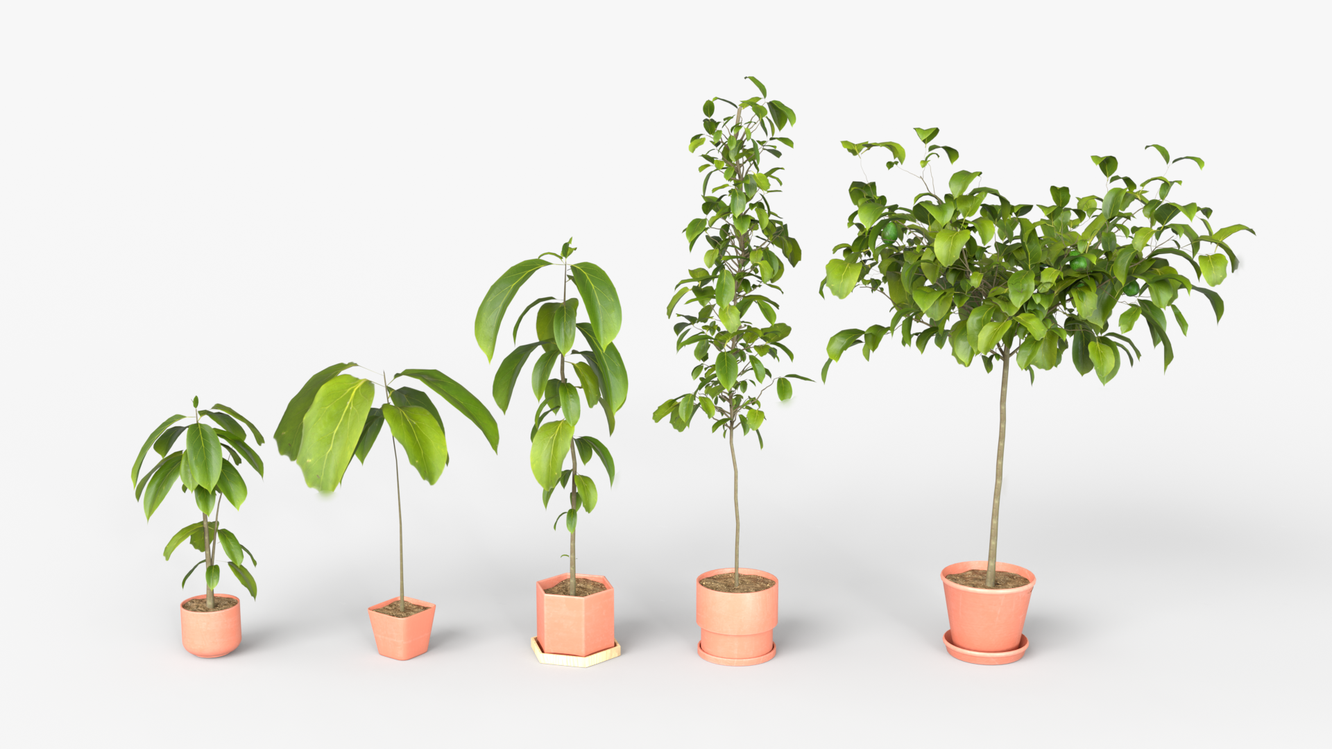 Collection of Avocado Trees - Plants Vol 06 - Buy Royalty Free 3D model ...